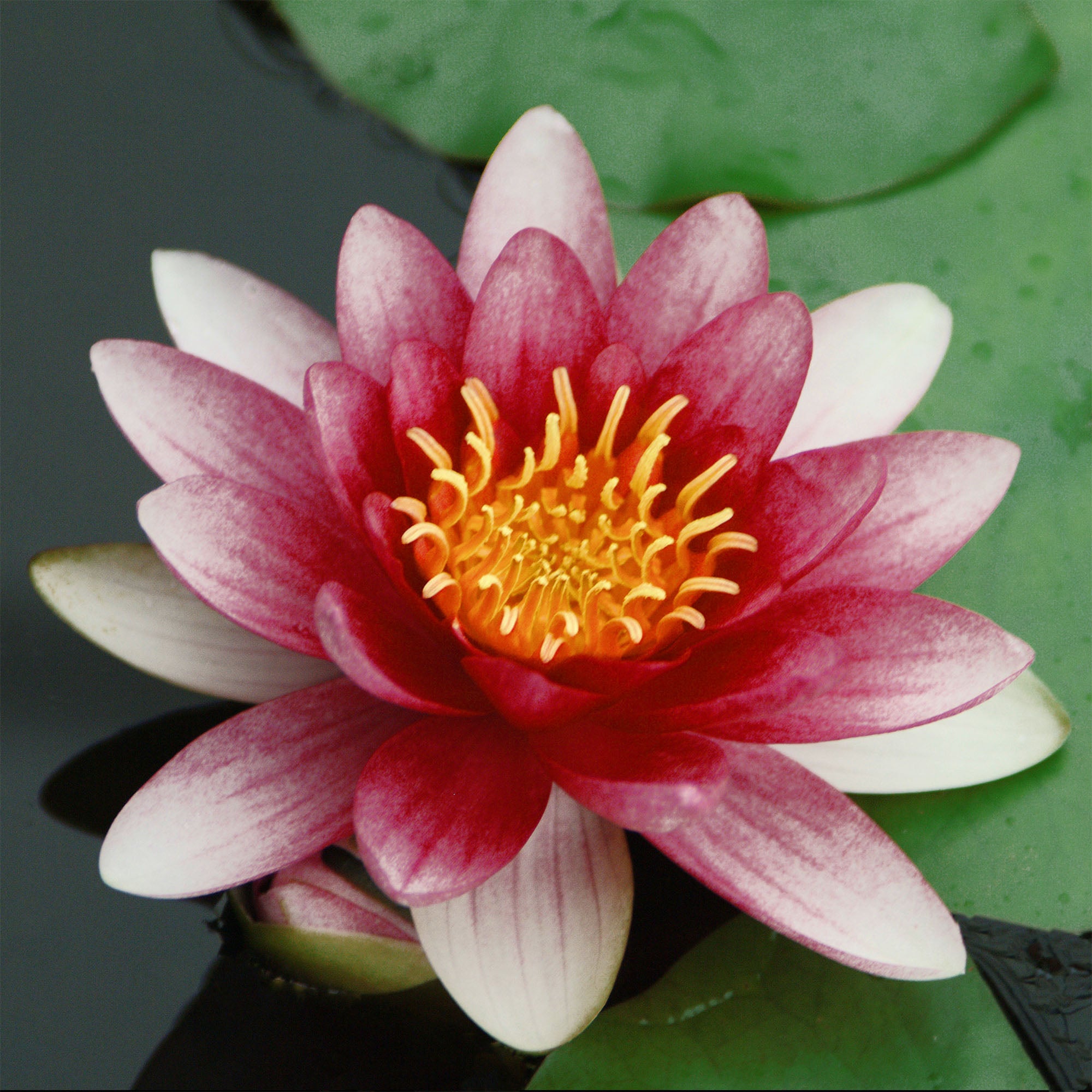 Lawana Seerose Nymphaea Attraction Red - in Kokosfasern vorgewachsene ...
